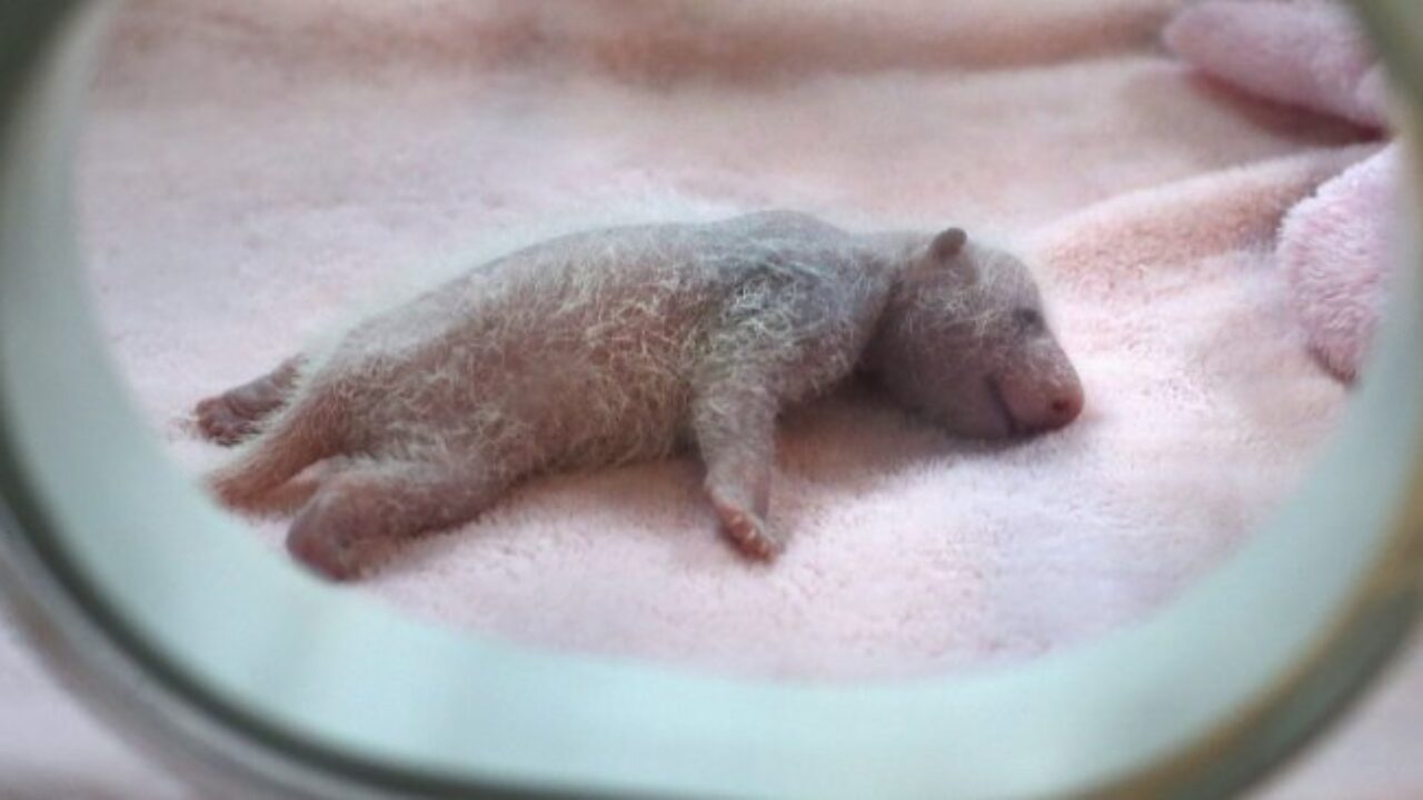Cucciolo Neonato Di Panda Gigante